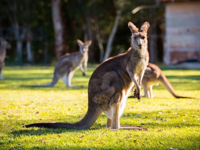 O melhor da Austrália e Nova Zelândia | Austrália | Kangaroo Tours